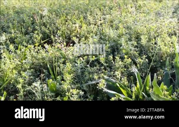 Green wild ground cover Stock Videos & Footage - HD and 4K Video Clips ...