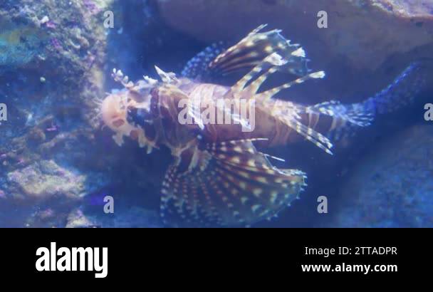 Venomous coral reef fish Stock Videos & Footage - HD and 4K Video Clips ...