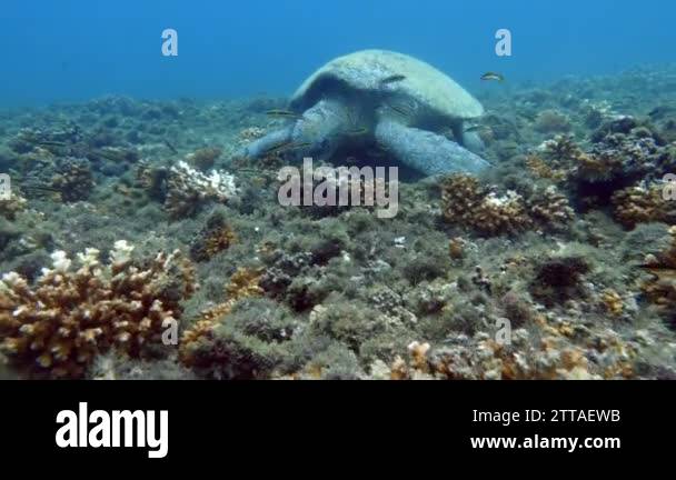 Atlantic ridley sea turtle swimming in the coral reef.The Kemp's ridley ...