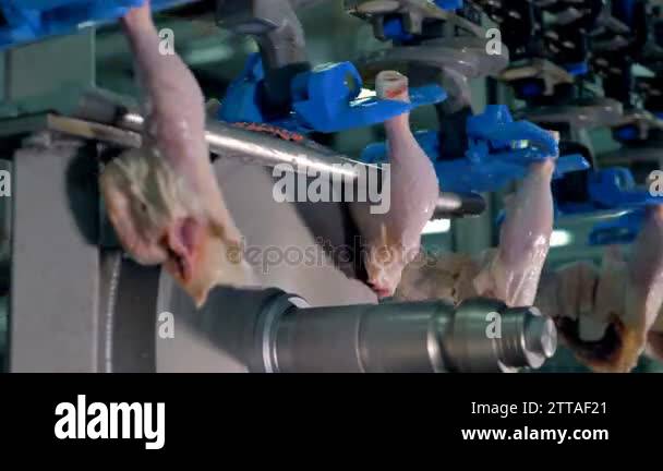 Detailed work on bird Stock Videos & Footage - HD and 4K Video Clips ...