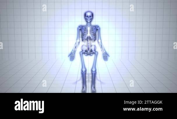 3D Human Anatomy Skeleton Visualization - Proximal Phalanges Stock Video Footage - Alamy