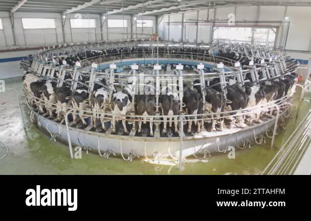 Cows during milking on a rotary milking parlor in a large dairy farm Stock Video Footage - Alamy
