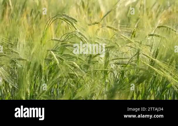 Field movement Stock Videos & Footage - HD and 4K Video Clips - Alamy