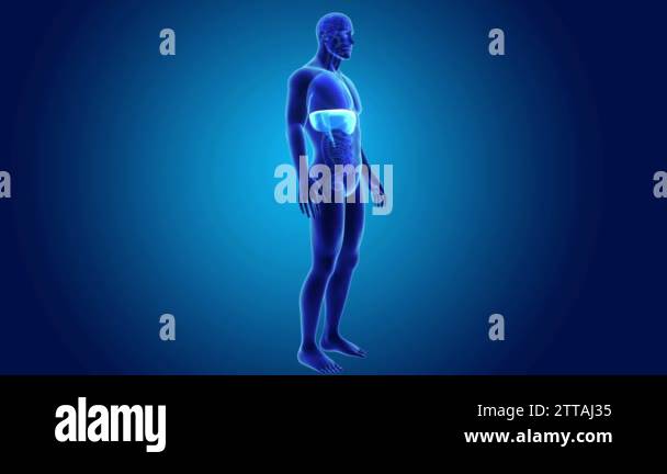 Diaphragm diagram Stock Videos & Footage - HD and 4K Video Clips - Alamy