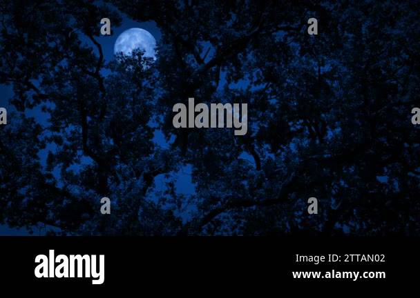 Moon behind the tree Stock Videos & Footage - HD and 4K Video Clips - Alamy