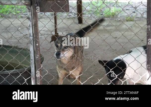 Poor abandon dogs in shelter, wagging tail and waiting for new owner to ...