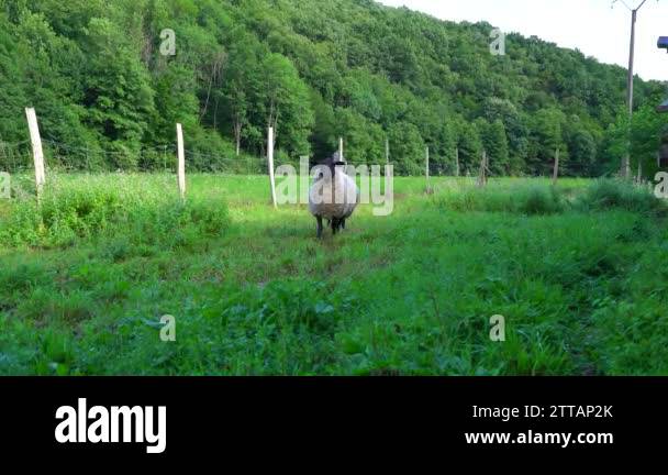Mother of france Stock Videos & Footage - HD and 4K Video Clips - Alamy