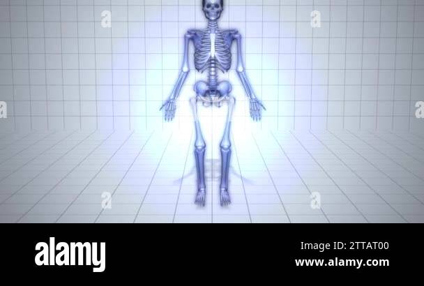 Cuboid skeleton Stock Videos & Footage - HD and 4K Video Clips - Alamy