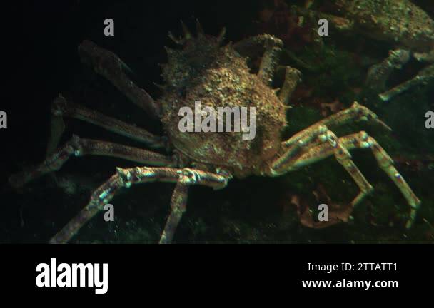 The Japanese spider crab is the largest living crab species, ultra hd ...