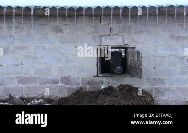 Cow looking out from window of shed on brick wall. Cow showing its head ...