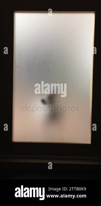 Dog waiting behind dirty glass door enter inside Stock Video Footage ...