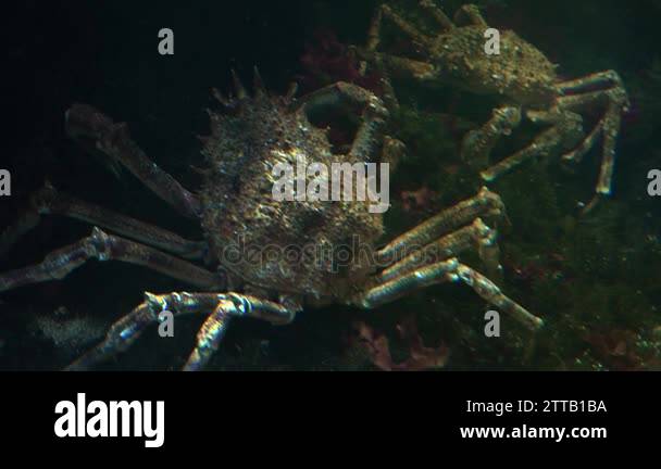 The Japanese spider crab is the largest living crab species, ultra hd ...