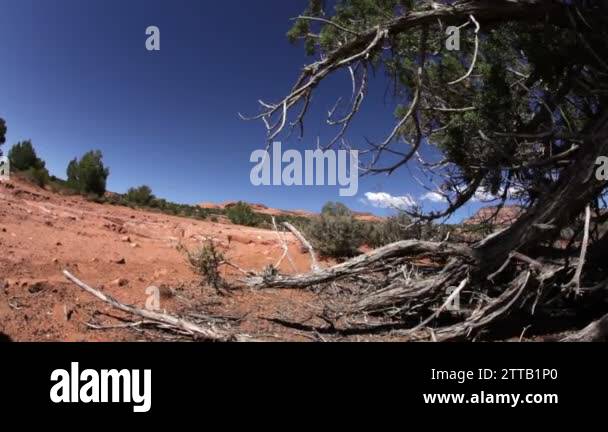 Desert ash tree Stock Videos & Footage - HD and 4K Video Clips - Alamy