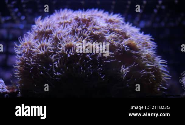 Underwater stage Stock Videos & Footage - HD and 4K Video Clips - Alamy