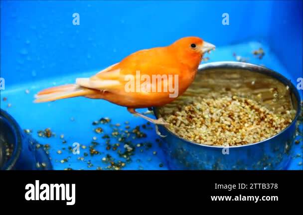 The canary serinus canaria Stock Videos & Footage - HD and 4K Video ...