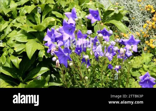 Harebell Stock Videos & Footage - HD and 4K Video Clips - Alamy