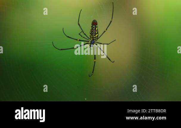 Spider closeup nephila pilipes, northern golden orb weaver or giant ...