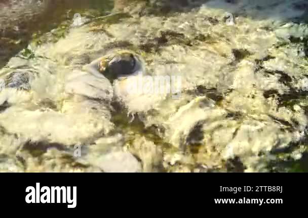 Bacteria Chloroflexus aurantiacus in hot springs, Chae Son National ...