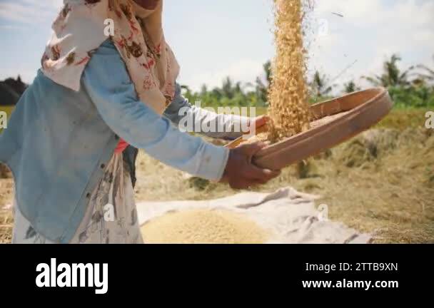 Balinese farm worker Stock Videos & Footage - HD and 4K Video Clips - Alamy