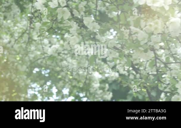 Summer purity and outdoor color light Stock Videos & Footage - HD and ...