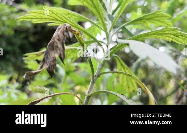 Clumps of coconut Stock Videos & Footage - HD and 4K Video Clips - Alamy