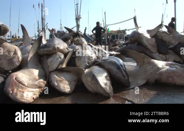 Dead sharks Stock Videos & Footage - HD and 4K Video Clips - Alamy