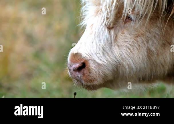 Highland cattle - Bo Ghaidhealach -Heilan coo - a Scottish cattle breed ...
