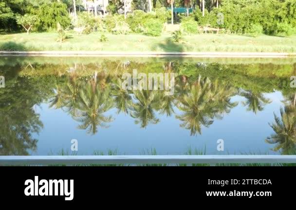 Water coconut tree Stock Videos & Footage - HD and 4K Video Clips - Alamy