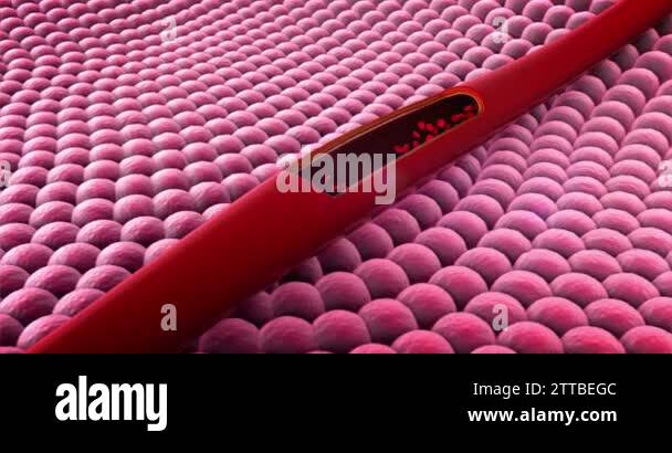 drugs in a blood, drugs inside the blood vessel, insulin and leukocytes ...