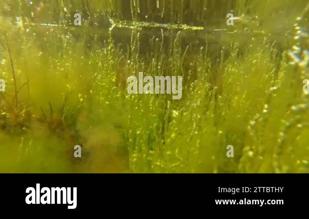 Algae enteromorpha Stock Videos & Footage - HD and 4K Video Clips - Alamy