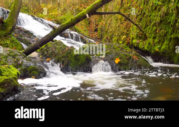Rock cherry tree Stock Videos & Footage - HD and 4K Video Clips - Alamy