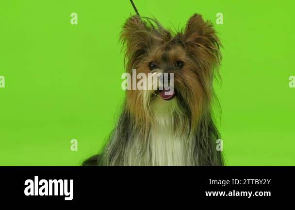 Dog looks around. Green screen. Slow motion Stock Video Footage - Alamy