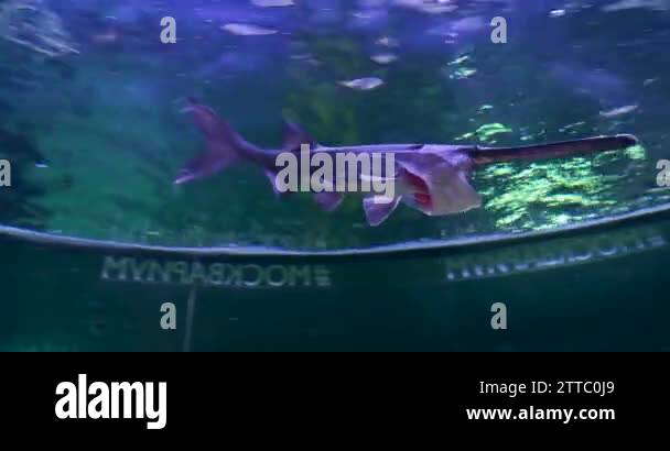 Species ray finned fish Stock Videos & Footage - HD and 4K Video Clips ...