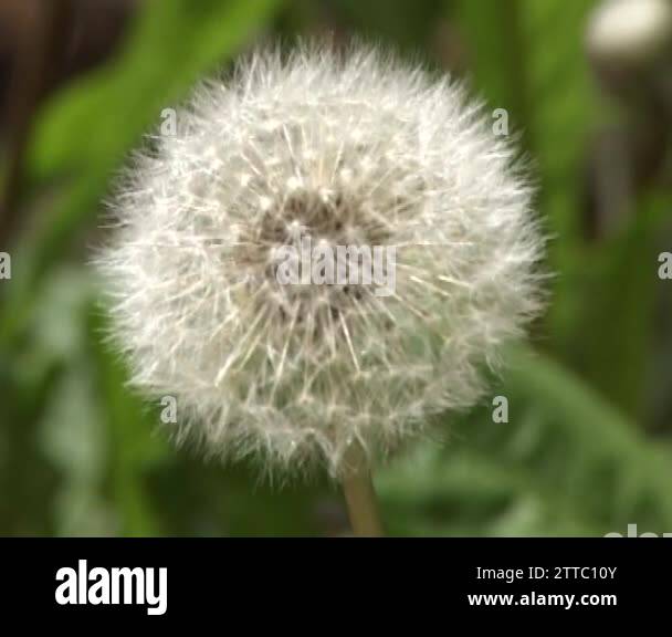 Death fire Stock Videos & Footage - HD and 4K Video Clips - Alamy