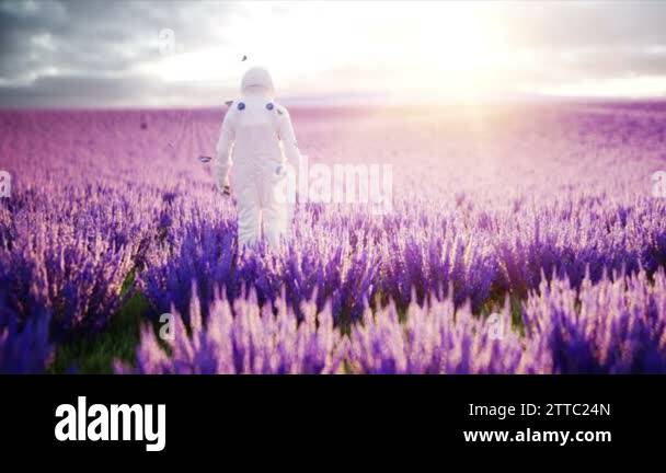 Astronaut with butterflies in lavender field. concept of future ...