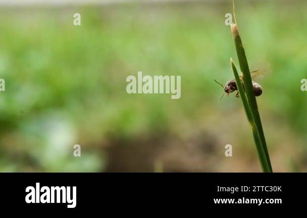 queen ant, winged, wing, in the grass, Formica rufa, insect, Gran ...