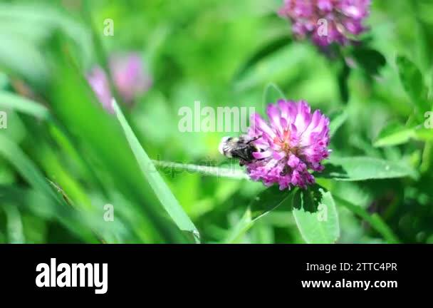 Bumble bee pollinating pink clover Stock Videos & Footage - HD and 4K ...