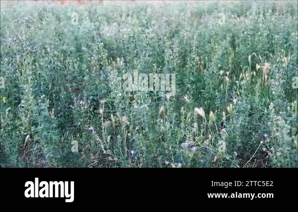 Commonly known as medick or burclover Stock Videos & Footage - HD and ...