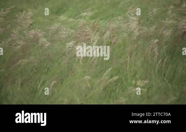 Illuminated cultivation Stock Videos & Footage - HD and 4K Video Clips ...