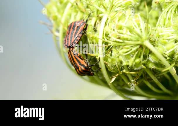 Italian insects Stock Videos & Footage - HD and 4K Video Clips - Alamy