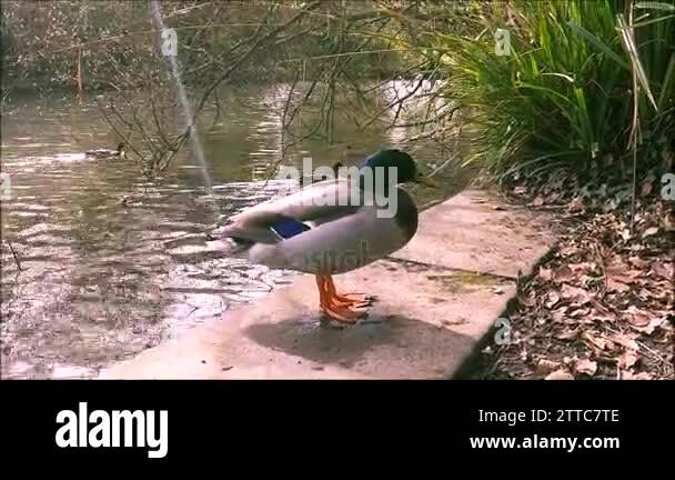 Mallard duck walking Stock Videos & Footage - HD and 4K Video Clips - Alamy