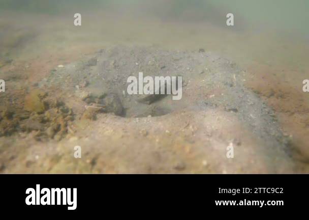 Video 1920x1080 - Cohabitation shrimp and fish in one hole Stock Video ...
