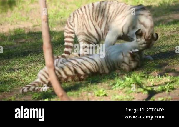 Two tigers Stock Videos & Footage - HD and 4K Video Clips - Alamy