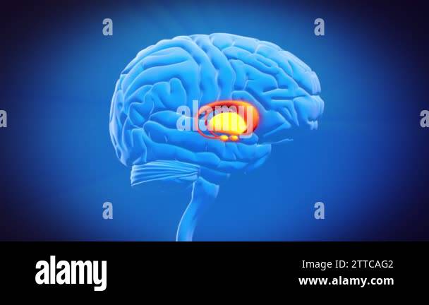 Basal ganglia anatomy brain Stock Videos & Footage - HD and 4K Video ...