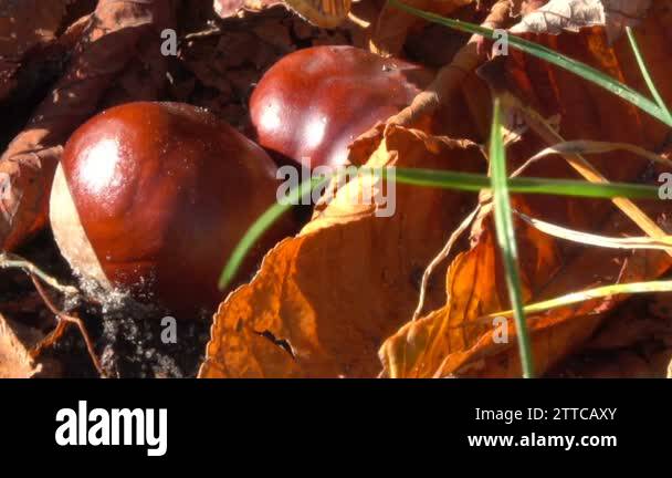 Fallen golden chestnut tree leaves Stock Videos & Footage - HD and 4K ...