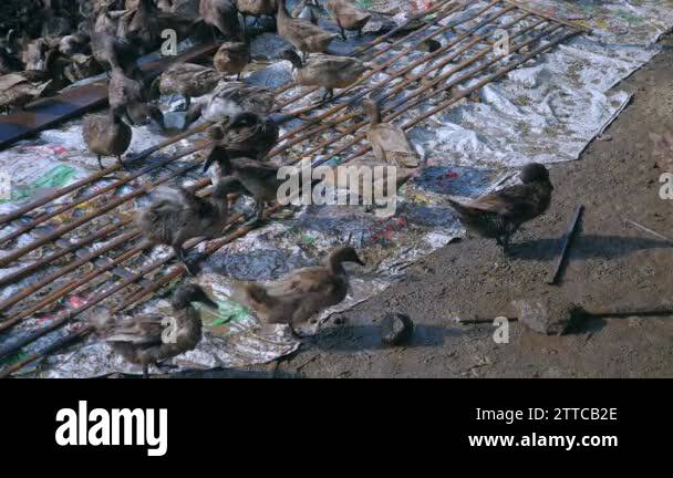 Duck in breeding plumage Stock Videos & Footage - HD and 4K Video Clips ...