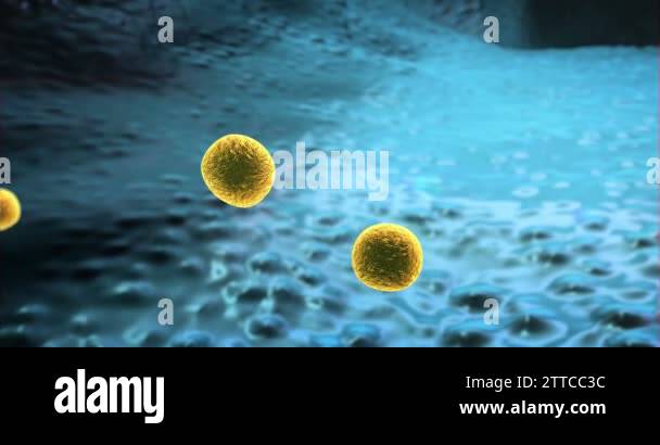 fat cell and Macrophage, cholesterol in a cells, phagocyte kills ...