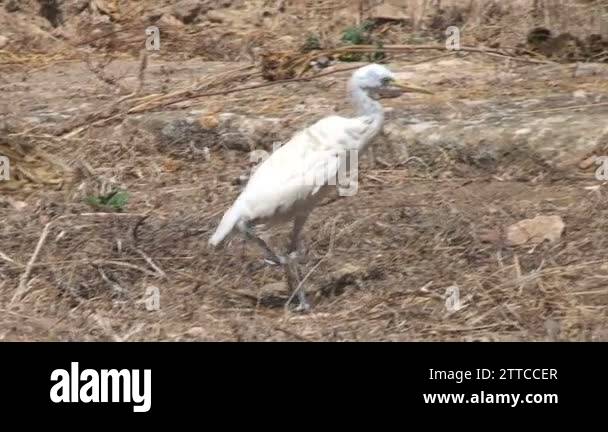 Most beautiful crane Stock Videos & Footage - HD and 4K Video Clips - Alamy