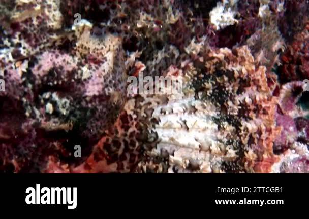 Red scorpionfish poisonous fish Stock Videos & Footage - HD and 4K ...