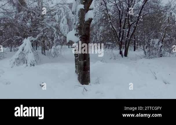 Tree and idol Stock Videos & Footage - HD and 4K Video Clips - Alamy